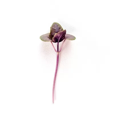 Purple Basil - Greens Bali