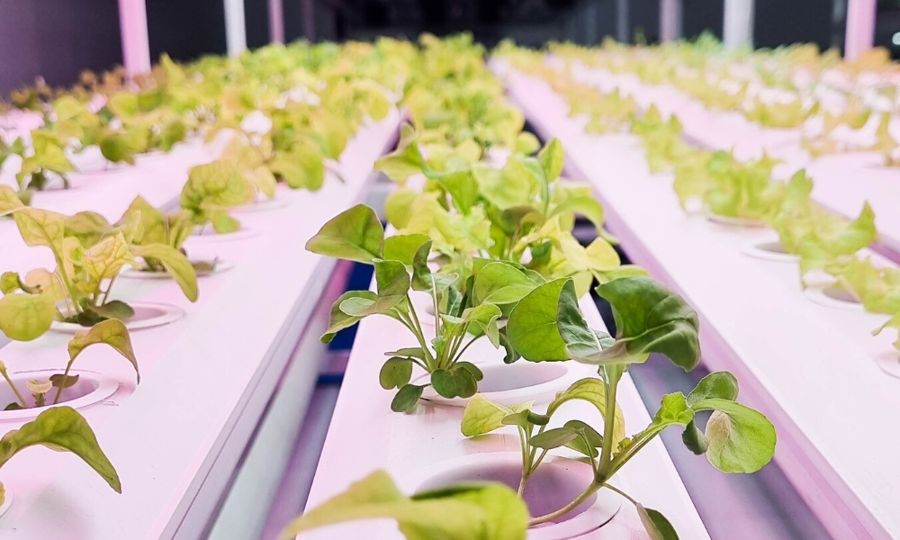 What are Baby Greens? - Greens Bali